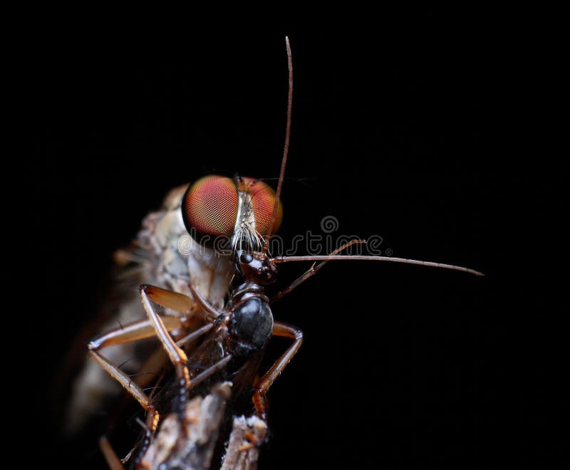 Robberfly with Prey, Kiss of the Death Stock Photo - Image of animal ...