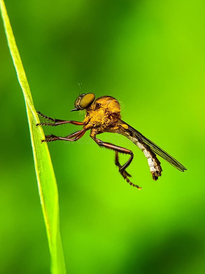 Dragonfly Prowl Stock Photos - Free & Royalty-Free Stock Photos from ...