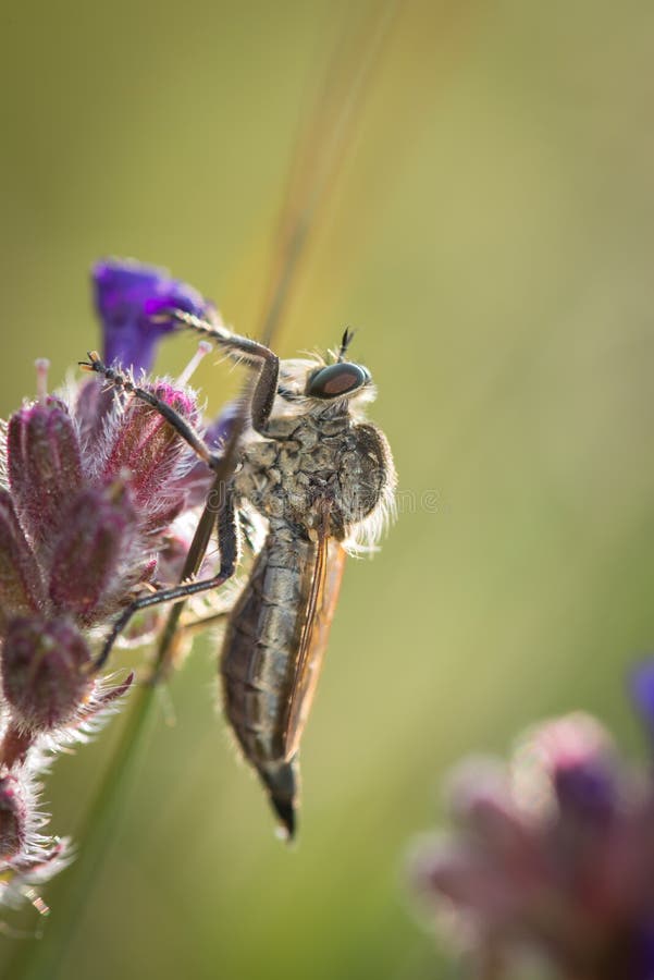 Robbert Fly Stock Photos - Free & Royalty-Free Stock Photos from Dreamstime