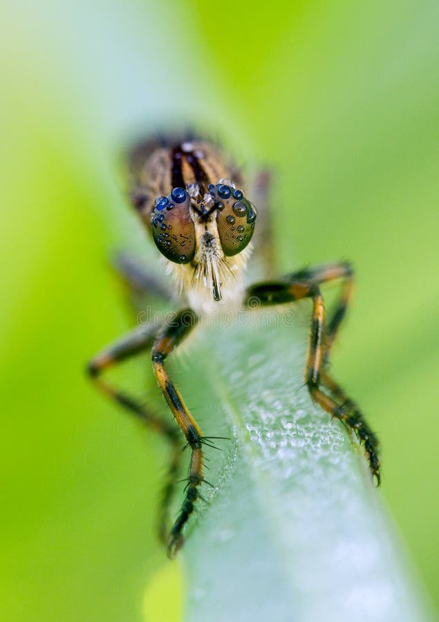 A robbery fly stock image. Image of hanging, beauty - 154081373
