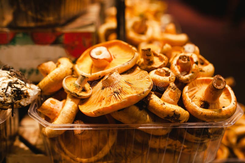 Robellons Mushrooms or Rovellons Buds Stock Photo - Image of gather ...