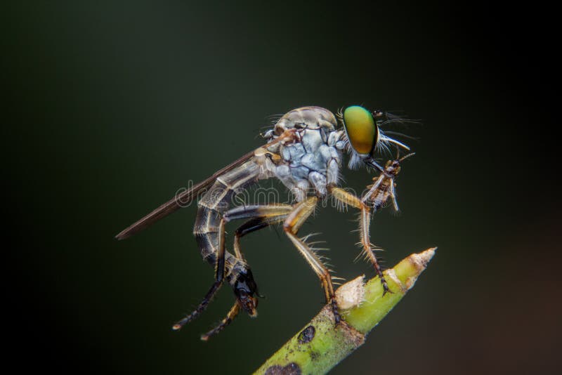 Roberfly stock image. Image of wing, gesture, wings, insects - 59269365