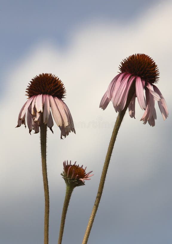 Robert Bloom stock image. Image of saskatchewan, beautiful - 15804247