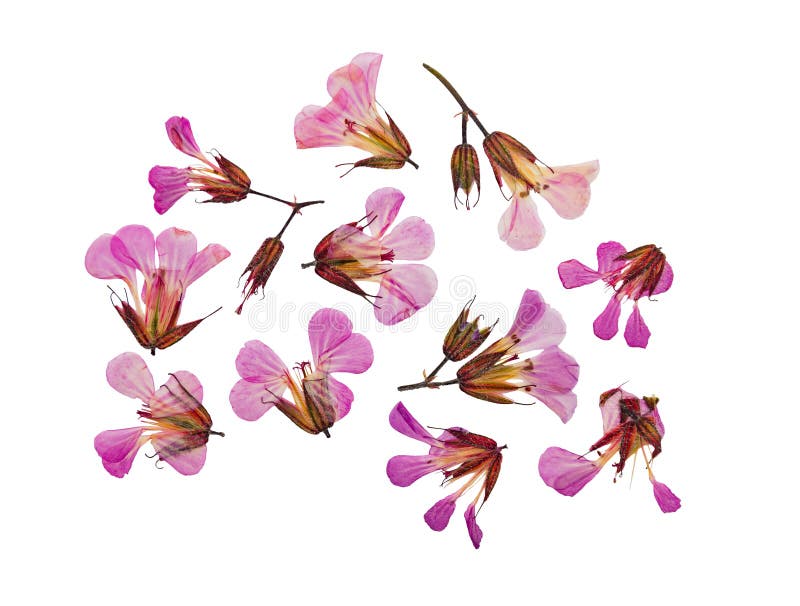 Robertianum Pressionado E Secado Do Gerânio Da Flor Isolado Foto de ...