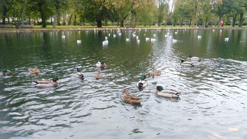 Robertson park Renfrew stock photo. Image of birds, robertson - 235211258