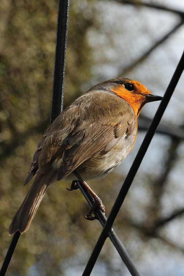 A robin stock image. Image of bird, robin, feather, animal - 10923737