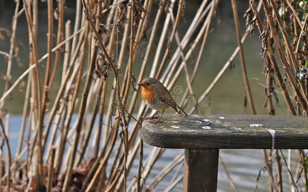 Robin stock image. Image of bird, robin, pond, feathered - 11642077