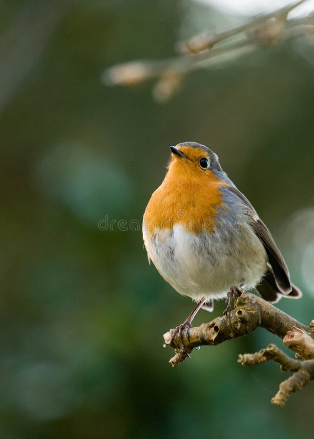 Robin. stock photo. Image of robins, flowers, bird, nature - 18862410