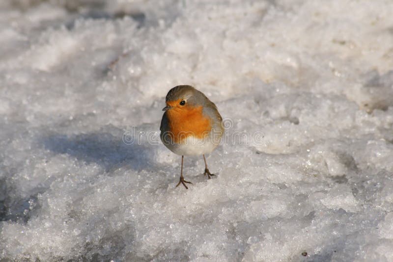 Robin stock image. Image of little, cute, snow, robin - 12384887