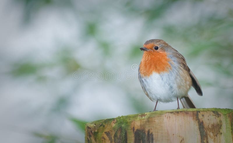 Red Robin in white winter stock photo. Image of december - 59529726