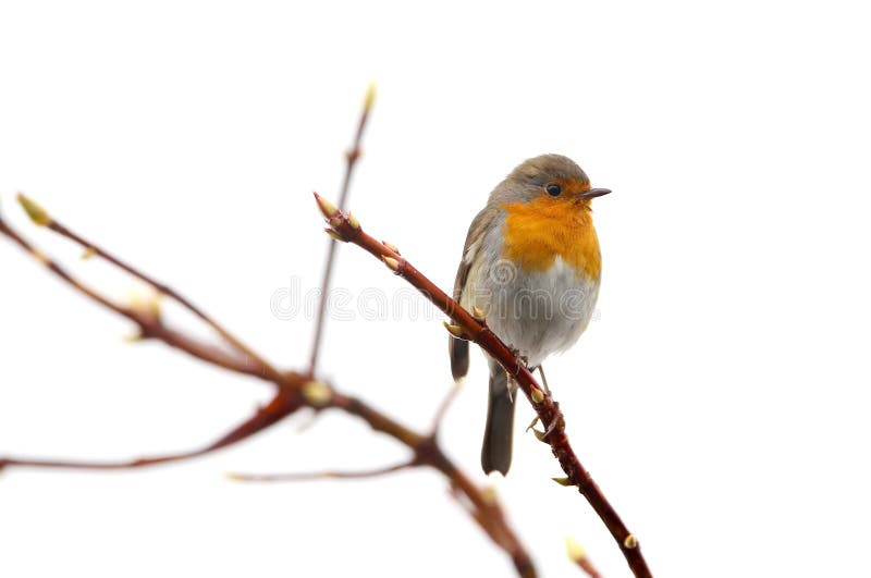 Robin stock photo. Image of nature, beak, robin, bird - 12874056