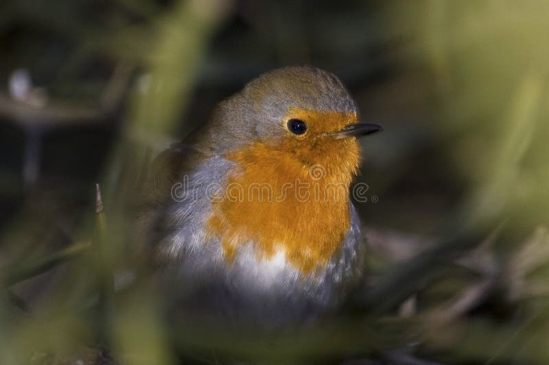 Robin stock image. Image of redbreast, robin, freedom - 13172525