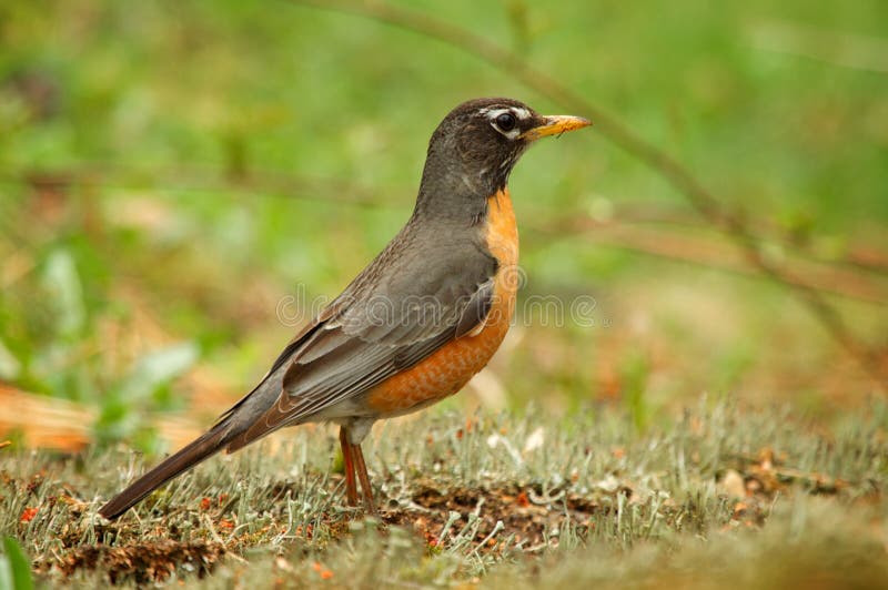 Robin stock photo. Image of ground, crow, garden, hunt - 14147024