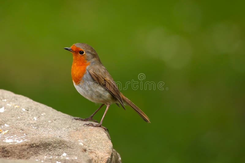 Robin stock photo. Image of field, close, orange, robin - 9082824