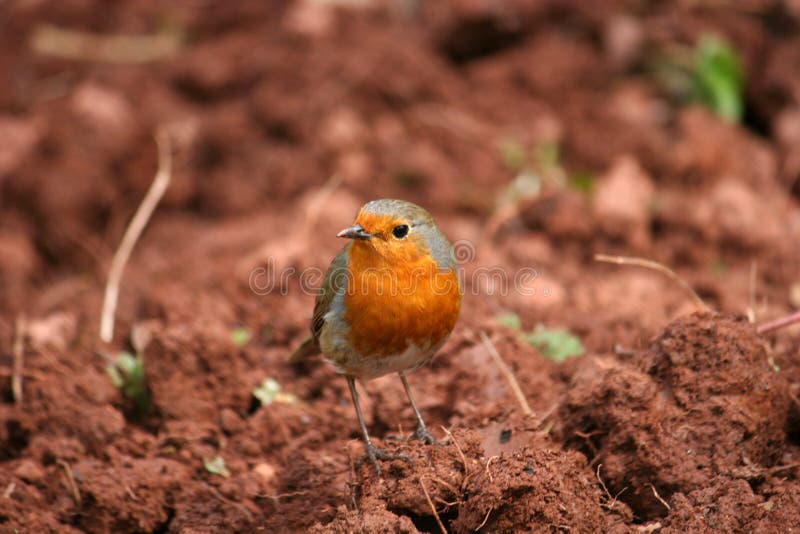 Robin stock photo. Image of ground, bird, feather, wing - 14498986