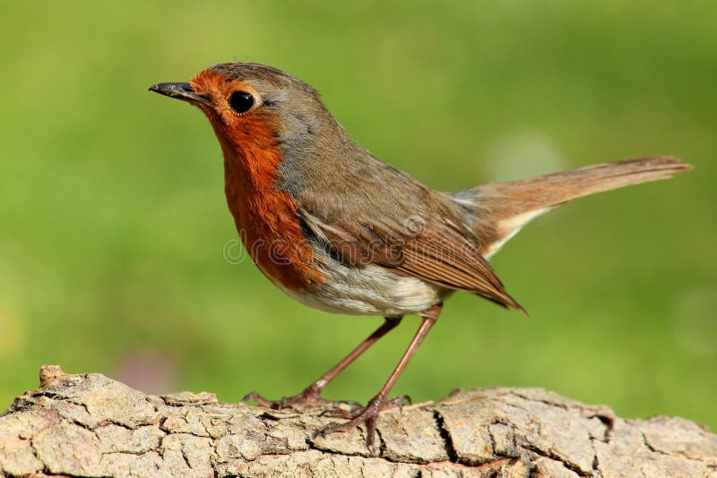 Robin stock image. Image of birds, feather, side, feathers - 14925603