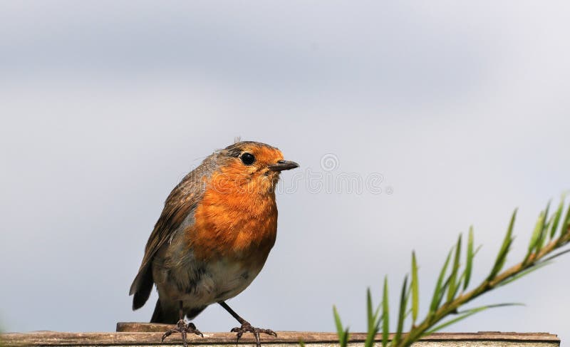 Robin stock image. Image of fowl, robin, flying, creature - 16004271