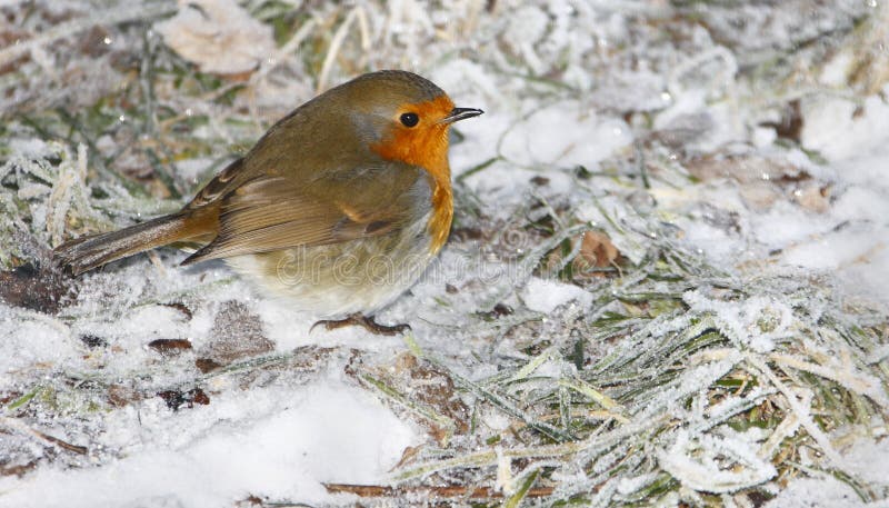 Robin stock photo. Image of frost, firtree, snow, bird - 10568486