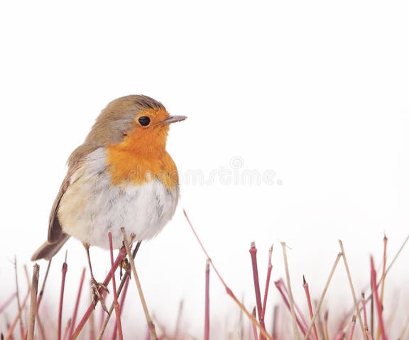 Robin stock photo. Image of head, bush, plumage, feather - 18532334