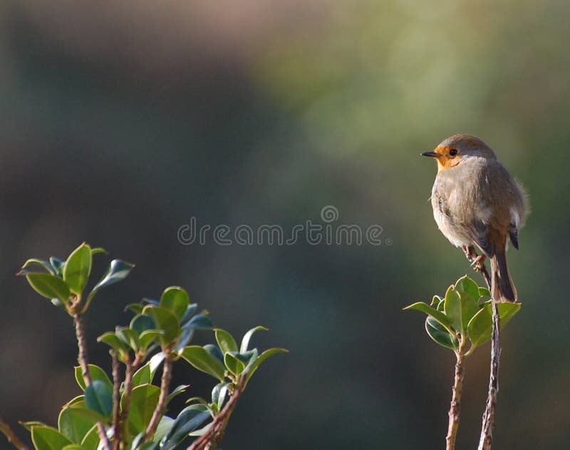 Robin stock photo. Image of robin, birdwatching, pets - 18996738