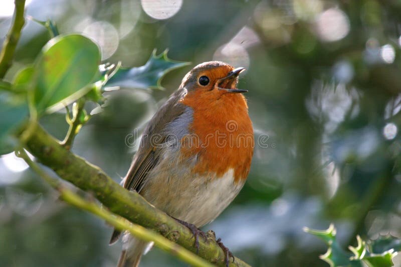 Robin stock photo. Image of wing, bird, earth, robin - 19150700