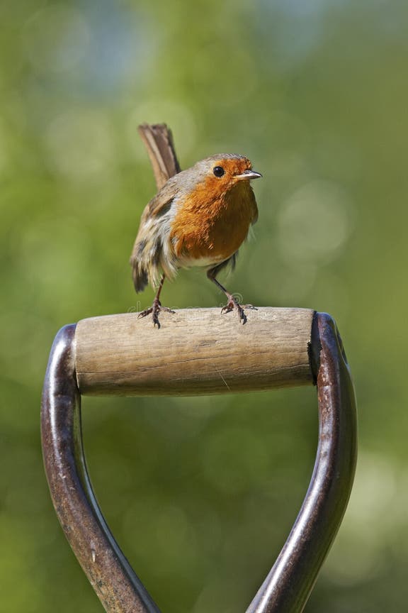 Robin stock image. Image of fork, robin, avian, perched - 20514161