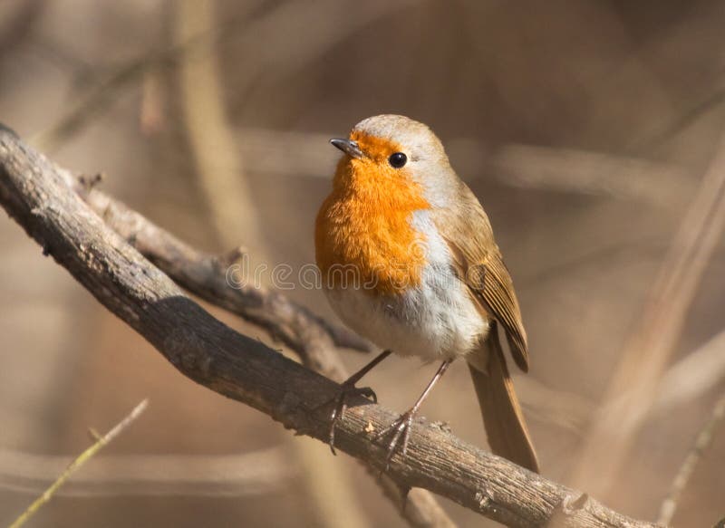 Robin stock photo. Image of european, tree, forest, shadows - 22456210