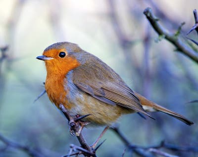 Robin stock image. Image of animals, feather, colourfull - 22604157