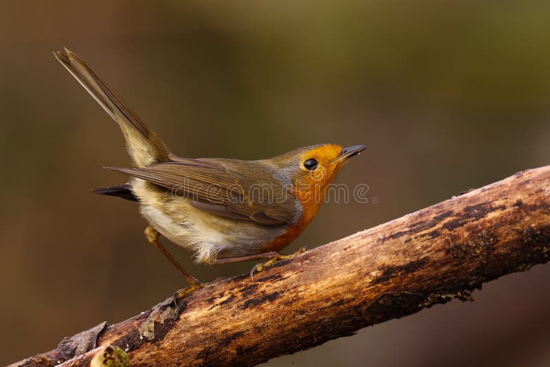 Singing Robin bird stock photo. Image of robin, nature - 18225940