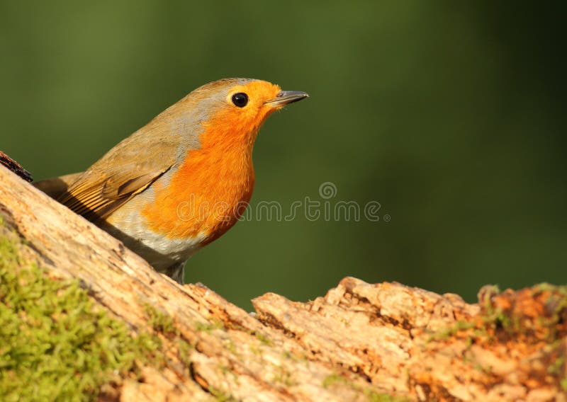 Robin stock photo. Image of wildlife, breast, plumage - 22949508