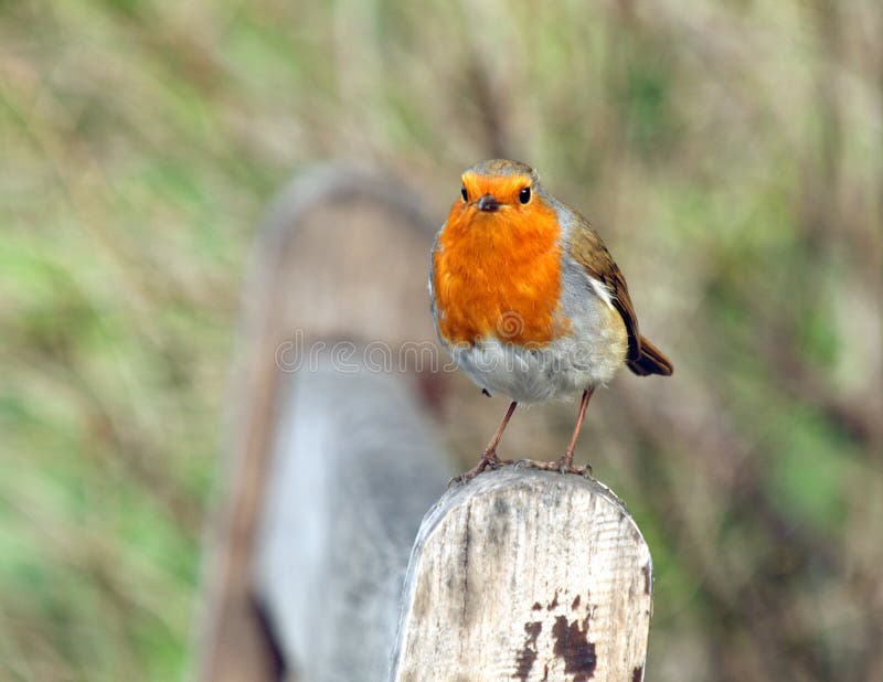 Robin stock photo. Image of friendly, plumage, animal - 24041582