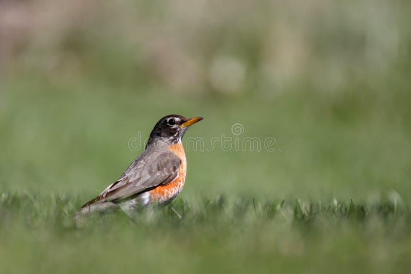 Robin stock image. Image of feathers, wildlife, robins - 24163249