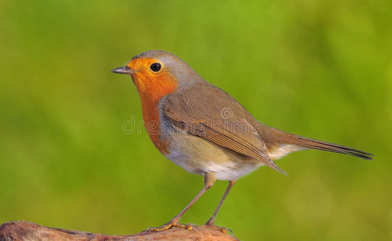 Singing Robin bird stock photo. Image of robin, nature - 18225940