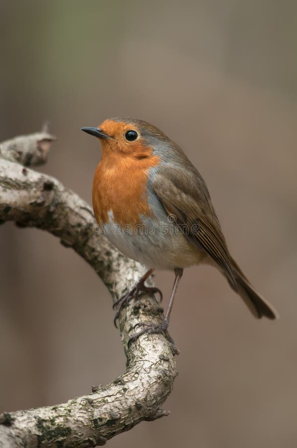 Singing Robin bird stock photo. Image of robin, nature - 18225940