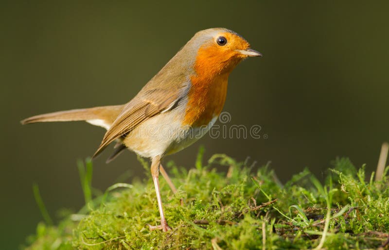 Robin bird stock photo. Image of chest, beauty, birdbeautiful - 23519304
