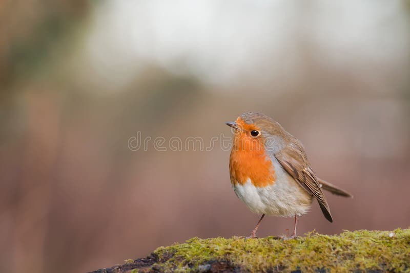 Singing Robin bird stock photo. Image of robin, nature - 18225940