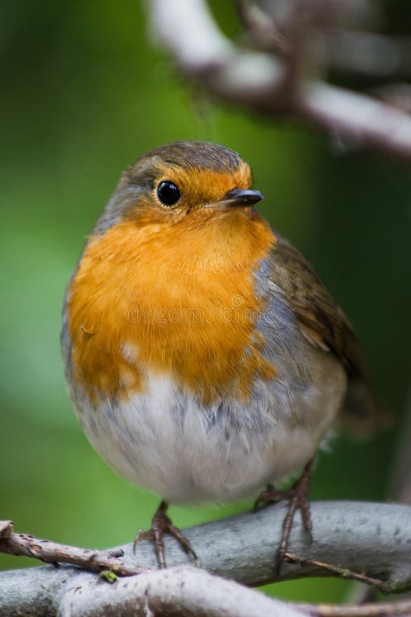 The Robin stock image. Image of fragile, friendly, birds - 117829