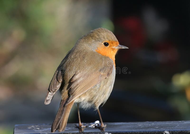 Robin stock photo. Image of animal, erithacus, breast - 4937740