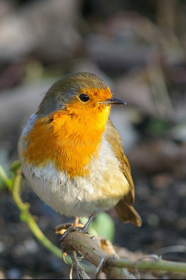 Robin stock photo. Image of beak, bird, wildlife, creature - 6000690