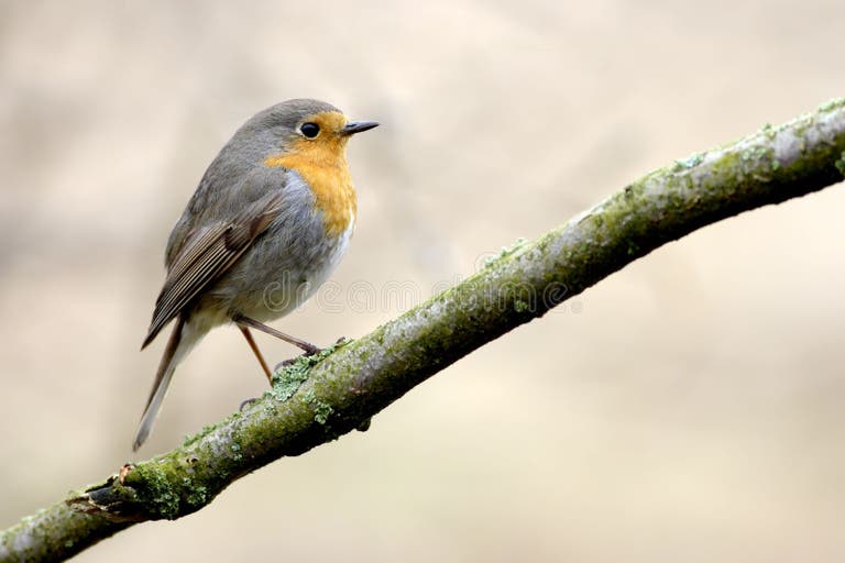 3,865 Robin Black Background Stock Photos - Free & Royalty-Free Stock ...