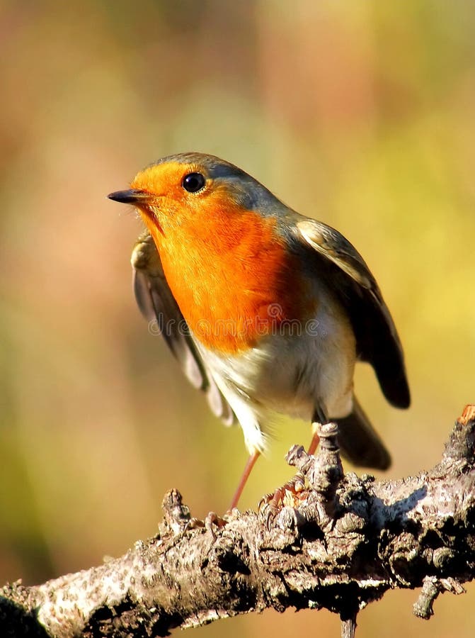 Robin bird stock photo. Image of look, nature, telephoto - 6735624