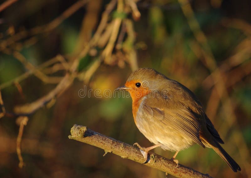 Robin stock photo. Image of branch, robin, woodland, breast - 7672896