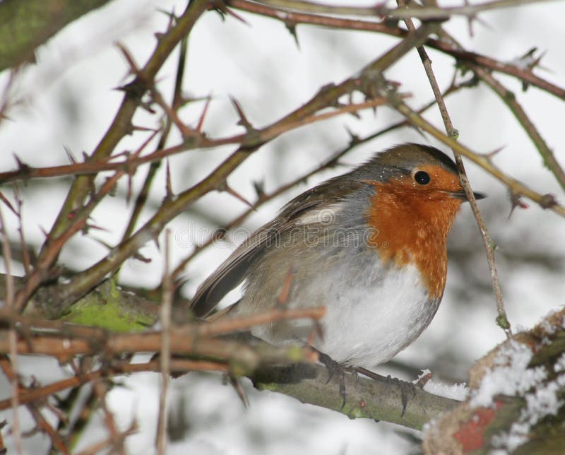 Robin in Snowfall stock image. Image of specific, branch - 12297701