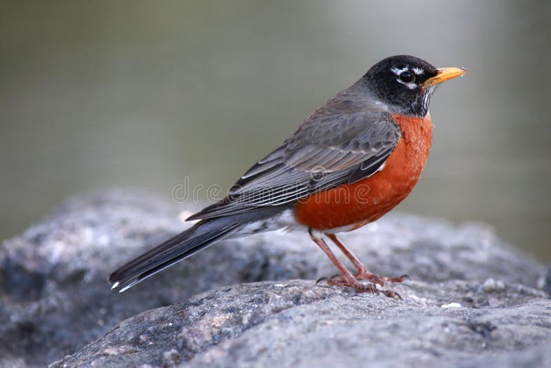 Robin stock photo. Image of dragonfly, pink, garden, bird - 58543898