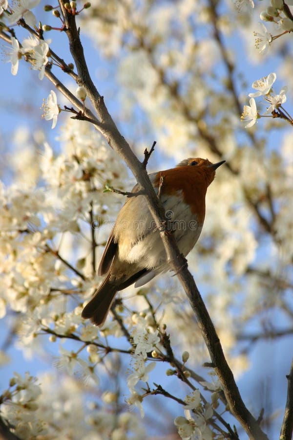 Robin amongst blossom stock photo. Image of tree, season - 627170