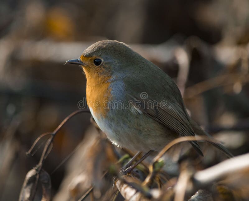 Robin stock image. Image of perched, singing, redbreast - 85068385