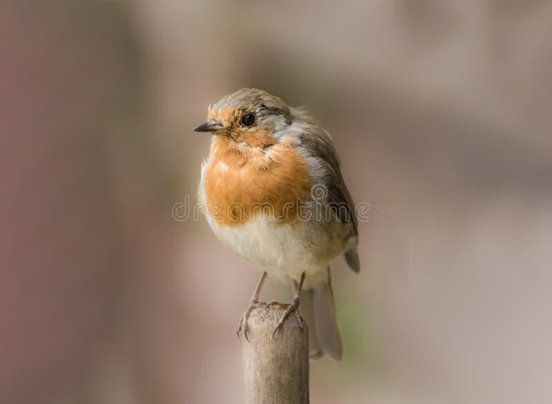Robin in the autumn stock photo. Image of autumn, cute - 98378188