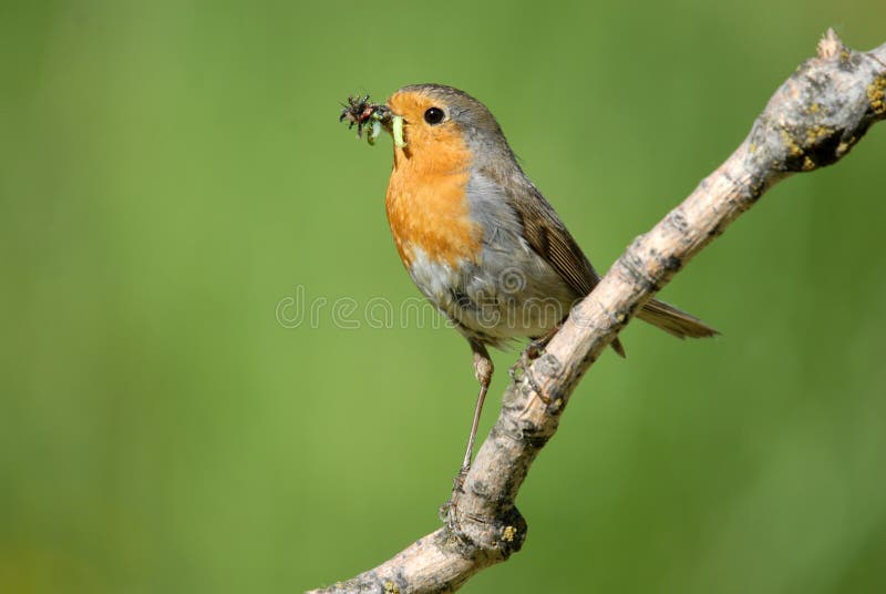 Robin in Autumn in the Field Stock Image - Image of claws, head: 261587553