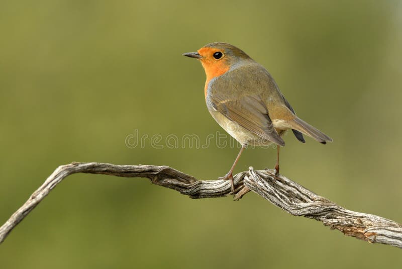 Robin in Autumn in the Field Stock Photo - Image of autumn, flying ...
