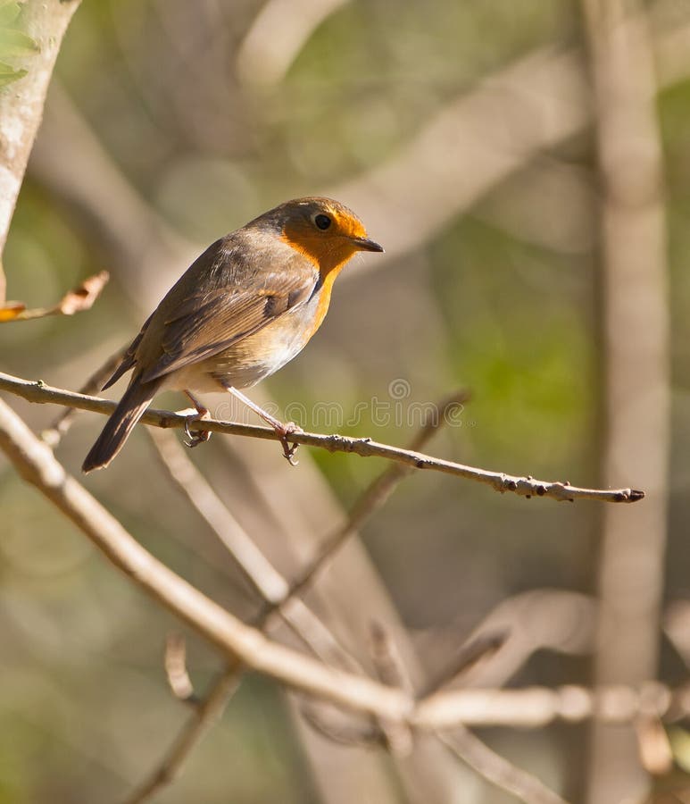 A Robin in the autumn sun stock photo. Image of migration - 21698986